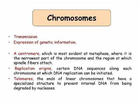 SOLUTION Chromosome Structure Functions Studypool