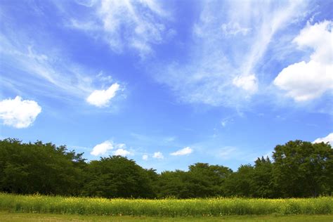 Banco de imagens panorama árvore natureza floresta horizonte