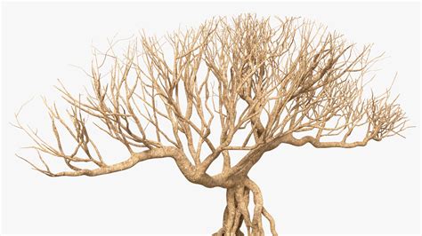 D Bonsai Naked Tree Pot Model Turbosquid
