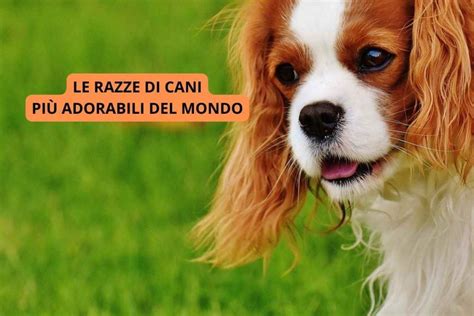 Le razze di cani più adorabili del mondo la classifica