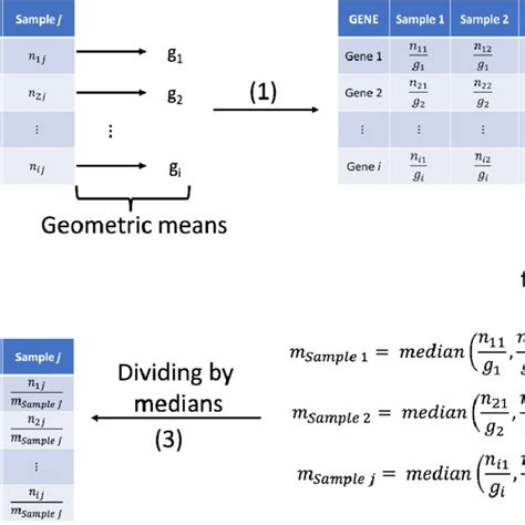 schematic way of data normalization procedure 1 dividing by the download scientific diagram