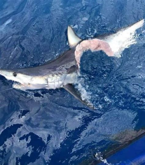 Sportello Dei Diritti Dalla Parte Dei Cittadini Da Predatore A