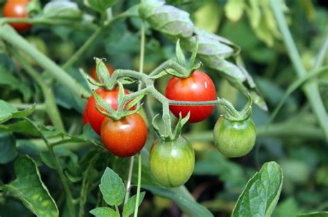 Arañas rojas en tu huerto o jardín Así puedes eliminar esta plaga que