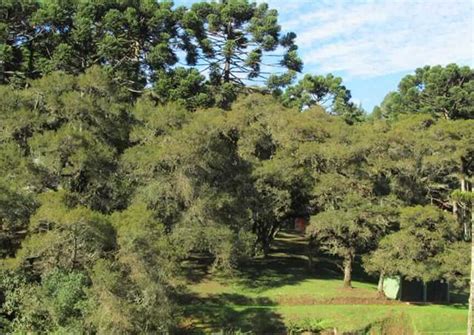 Brasil perdeu 71 milhões de hectares de vegetação nativa Climatempo