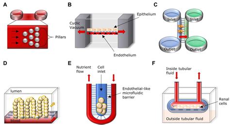 Sensors Free Full Text Microfluidic Organ Body On A Chip Devices At