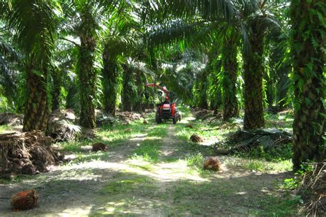 Oil Palm Plantation