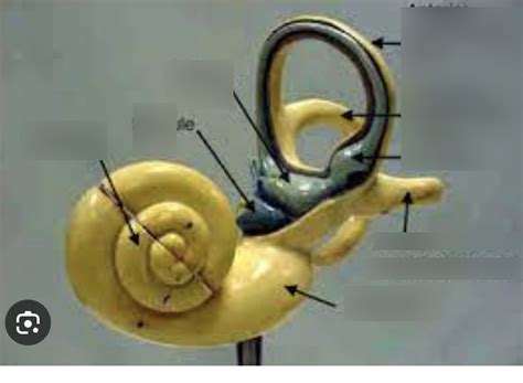 Cochlea Diagram Quizlet