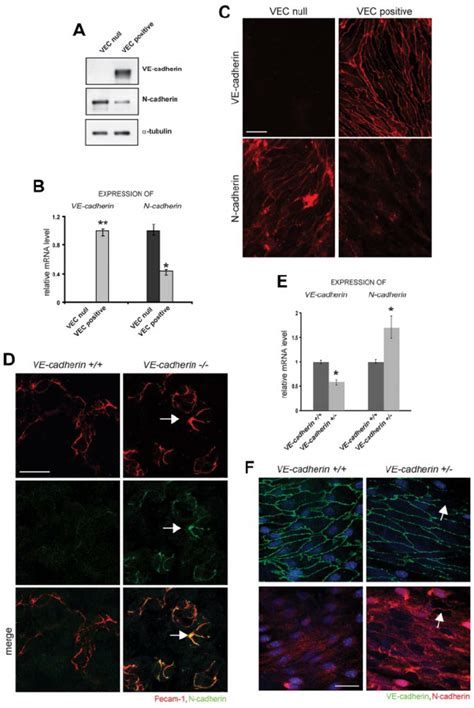 VE Cadherin Down Regulates N Cadherin Expression And Junctional