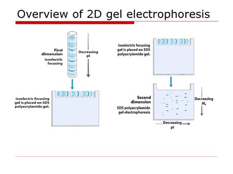 Gel Electrophoresis Types Principles Instrumentation And 59 OFF