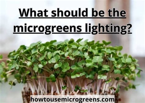 Microgreens Lighting The Best Methods And 15 Helpful Tips