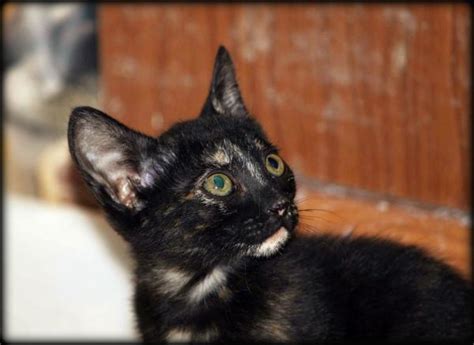 Mora Gato Adoptado En Alicante Bamb Difunde
