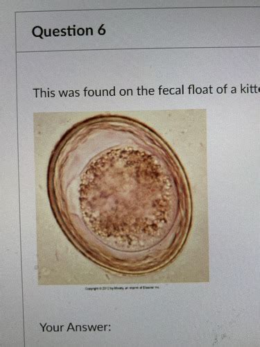 Parasitology Practice Quiz Flashcards Quizlet