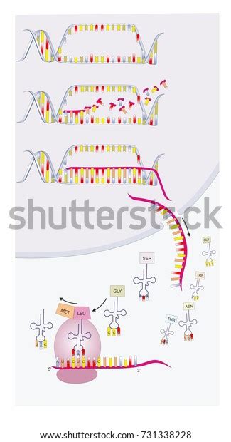 dna transcription translation part gene expression stock illustration 731338228