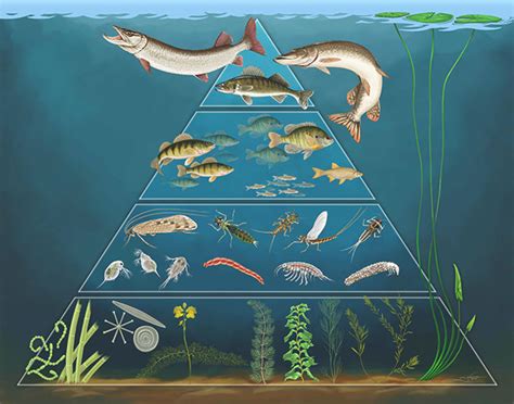 Aquatic Biomass Pyramid Display Behance
