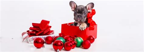 Cosas Que Debes Tener En Cuenta Antes De Regalar Una Mascota Esta