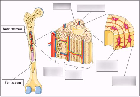 Types Of Bone Fractures Diagram Quizlet