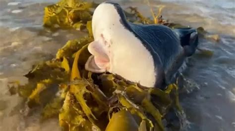 Criatura misteriosa aparência de alien é encontrada em praia