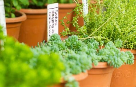 Beneficios De Tener Una Huerta En Casa Seguros Sura Colombia