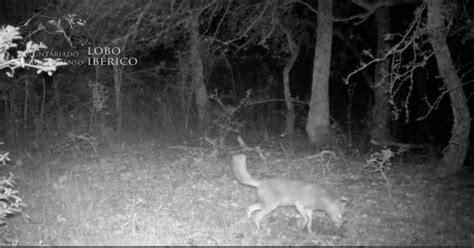 Graban a un chacal dorado vivo por primera vez en la Península Ibérica