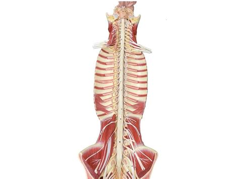 Longitudinal Section Of Spinal Cord Model Diagram Quizlet