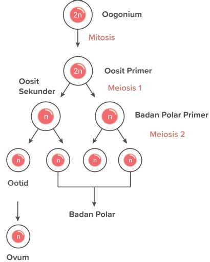 Hasil Proses Oogenesis Yang Dapat Dilakukan Proses