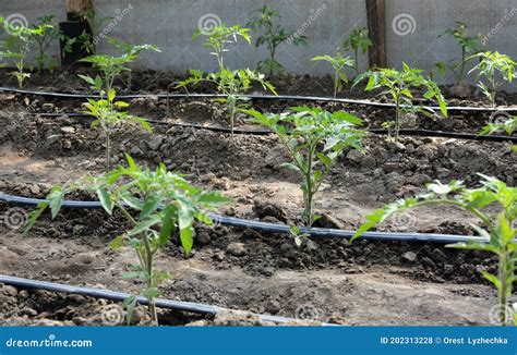 Estufa Irrigação Por Gotejamento Na Cultura De Tomate Foto de Stock