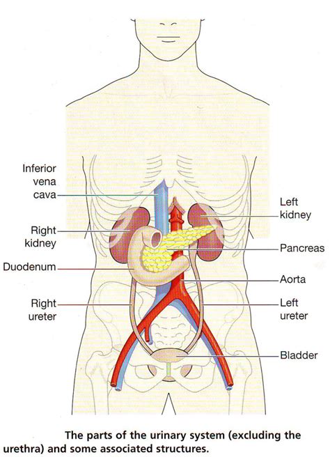 The Urinary System Diagram Quizlet