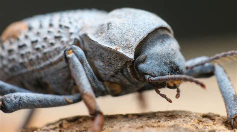 Escarabajo acorazado del desierto características hábitat aspecto