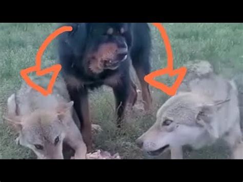 Mastim Tibetano Lidera Matilha De Lobos Youtube