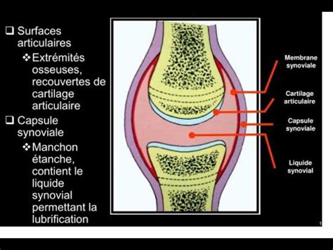 Anatomie du système locomoteur Arthrologie YouTube