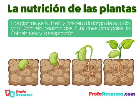 La Nutricion De Las Plantas