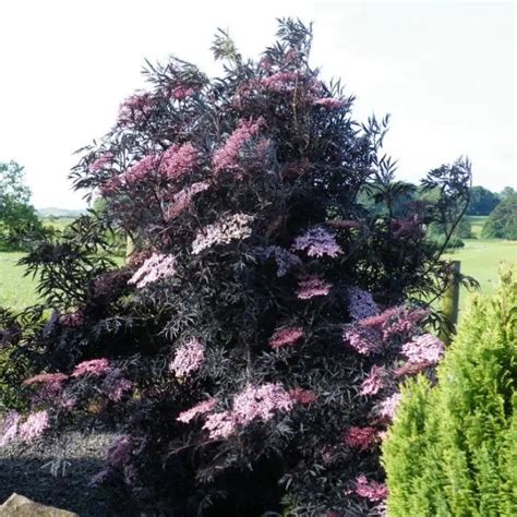 Schwarzer Holunder Black Lace Schwarz Sambucus Nigra Black Lace
