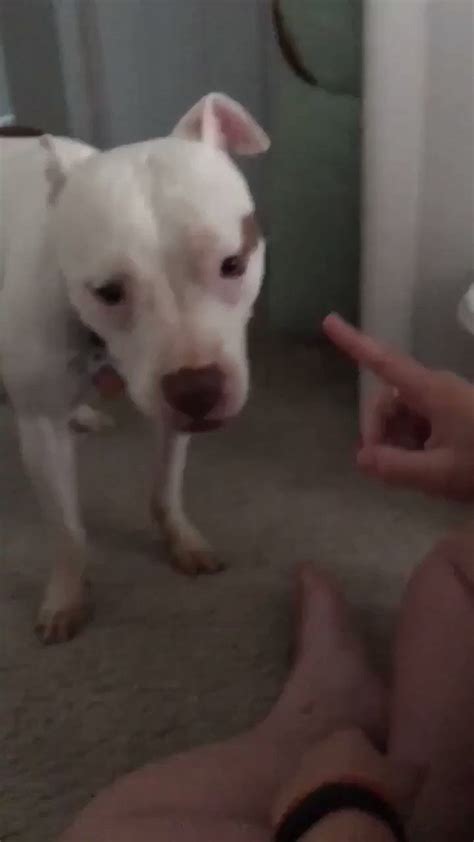 Bichinhos fofinhos pra quem ta cansado de política on Twitter Pitbull