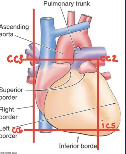 Introduction To The Main Structures Of The Thorax Flashcards Quizlet