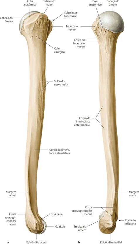 úmero 2 Anatomia papel e caneta