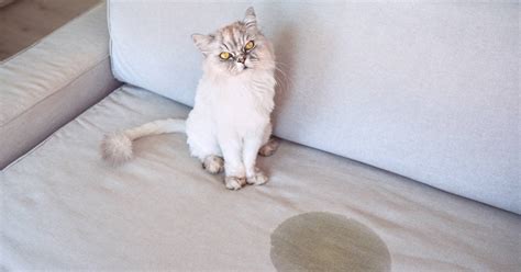 Cómo eliminar el olor y las manchas de pis de gato