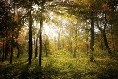 Free Images Landscape Tree Nature Forest Wilderness Branch