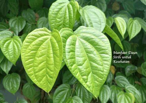 16 Manfaat Daun Sirih Untuk Kesehatan BAMS