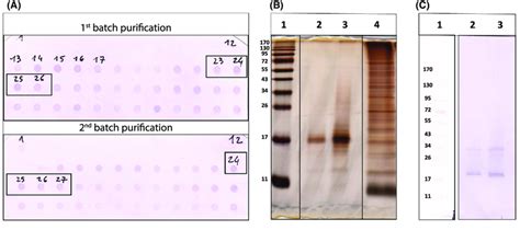 Purification Of Overexpressed Accripin By Preparative Gel