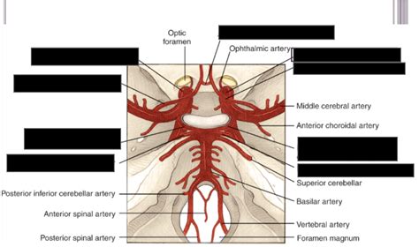 Quiz 5 Neurology Of Communication Circle Of Willis Diagram Quizlet
