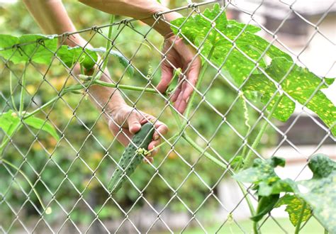 10 DIY Cucumber Trellis Ideas To Get You Growing