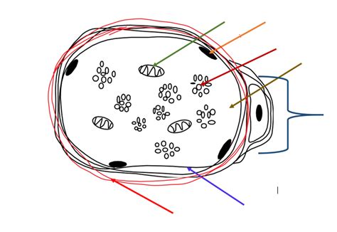 Skeletal Muscle Cell Diagram Quizlet