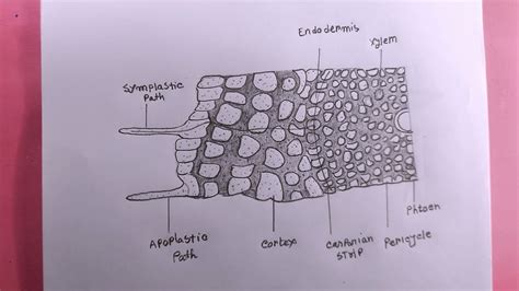 How To Draw Onion Peel Cells Onion Cell Drawing Easy Atelier Yuwa Ciao Jp