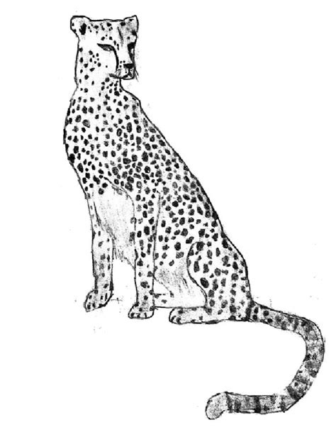 Cheetah Sheet Coloring Page Coloringus