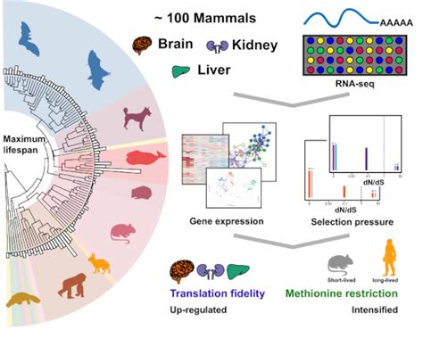 Largescale Across Species Transcriptomic Analysis Identifies Genetic