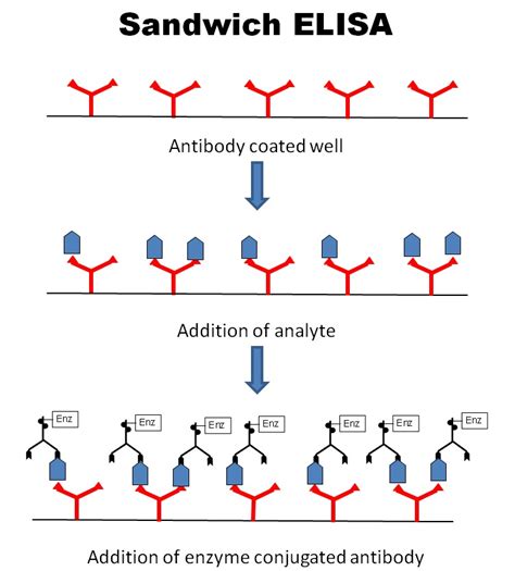 PDF Télécharger technique elisa ppt Gratuit PDF PDFprof