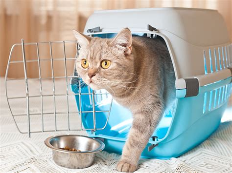 Module 3 Basic Training For Cats Fear Free Happy Homes