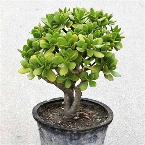 Muda De Rvore Do Dinheiro Jade Crassula Ovata Suculenta