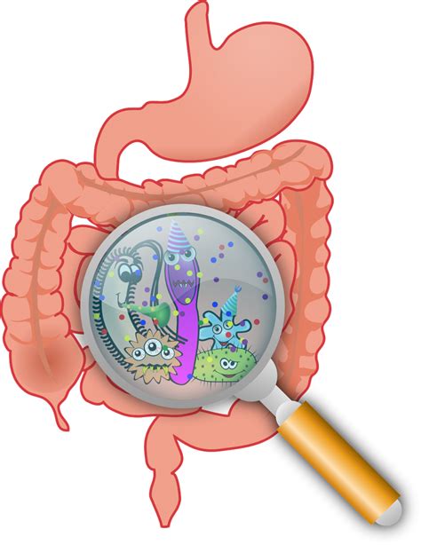 Salud Intestinal Su Importancia Y Beneficios Mundo Herbolario