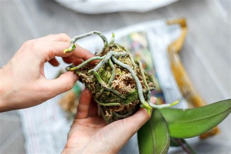Orchideen Umtopfen Wie Und Wann Anleitung Mit Bildern